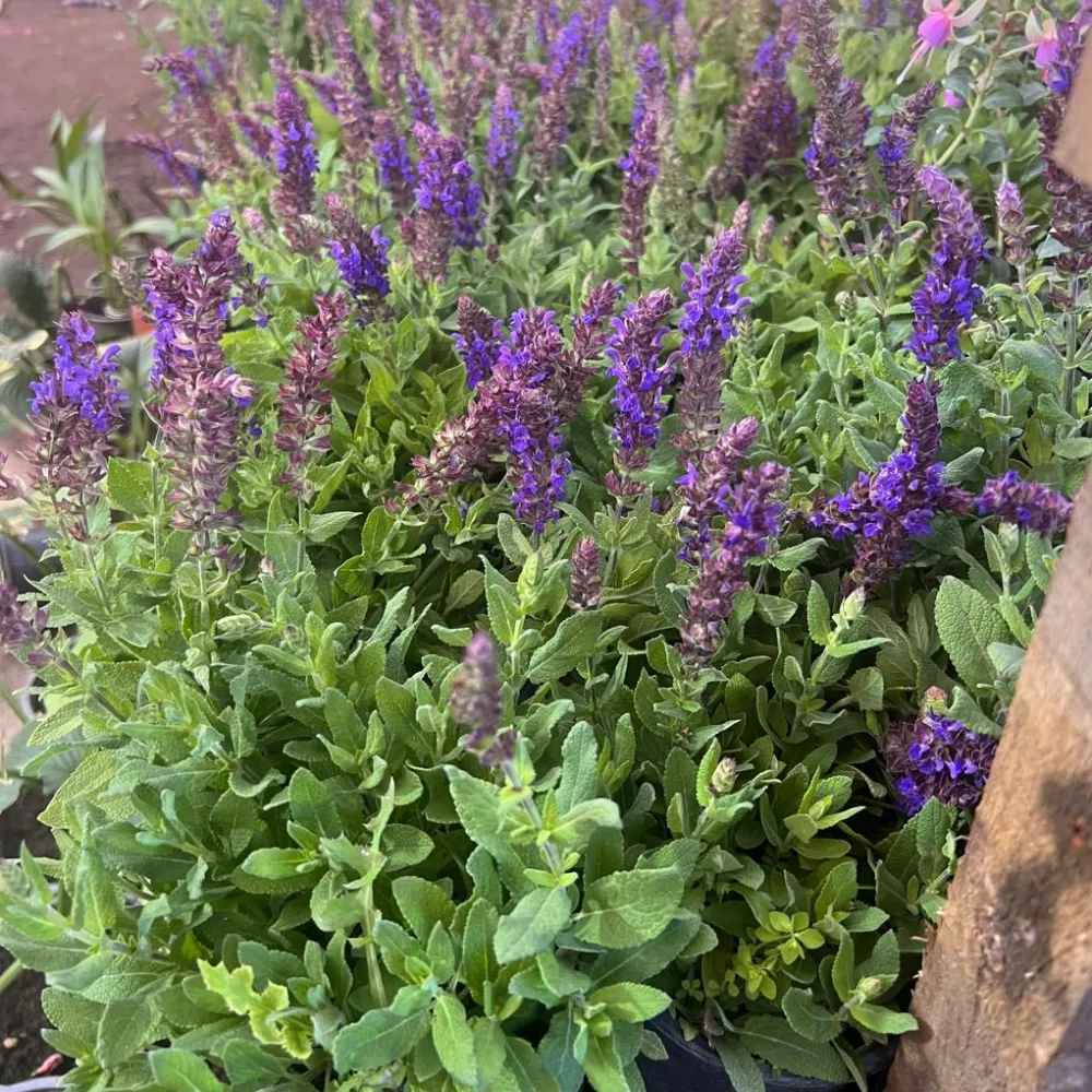 Plantas de exterior | Vivero Tierra Bella